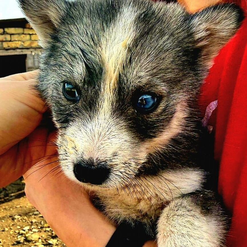 Щенок хаски Эльза в добрые руки