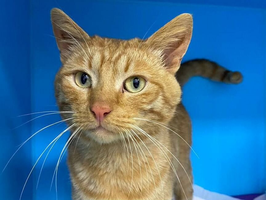 Котик ищет любящую семью
