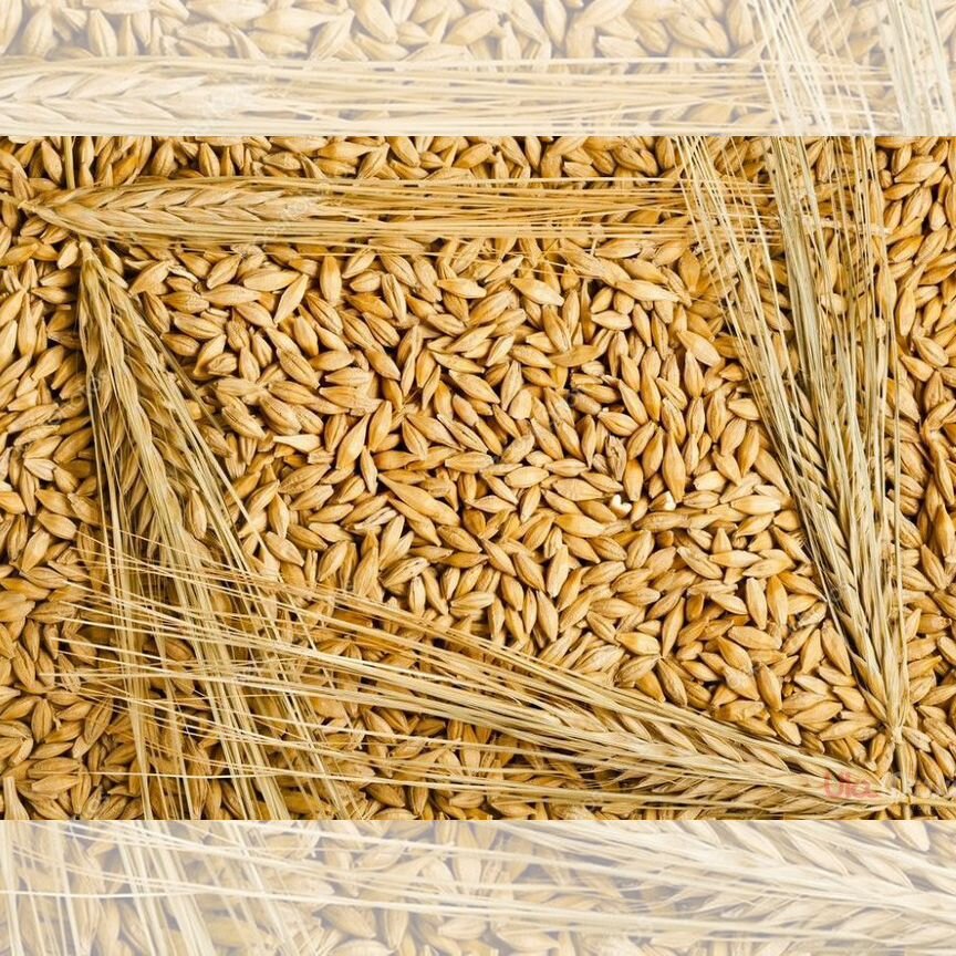 Ячмень, овёс