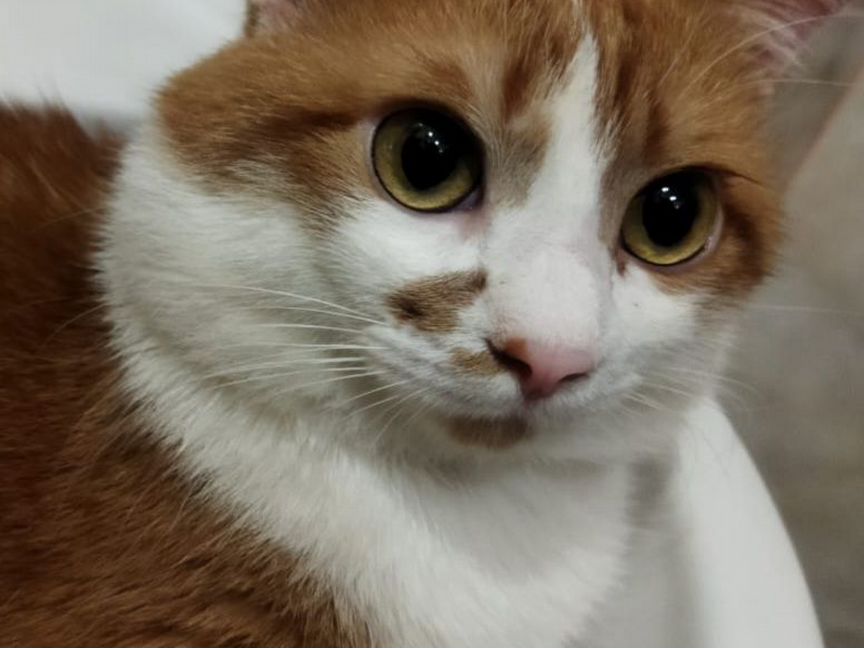 Рыжик из Донецка в РФ. Очень нужен куратор или дом