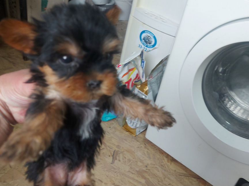 Йоркширский терьер щенки стандарт