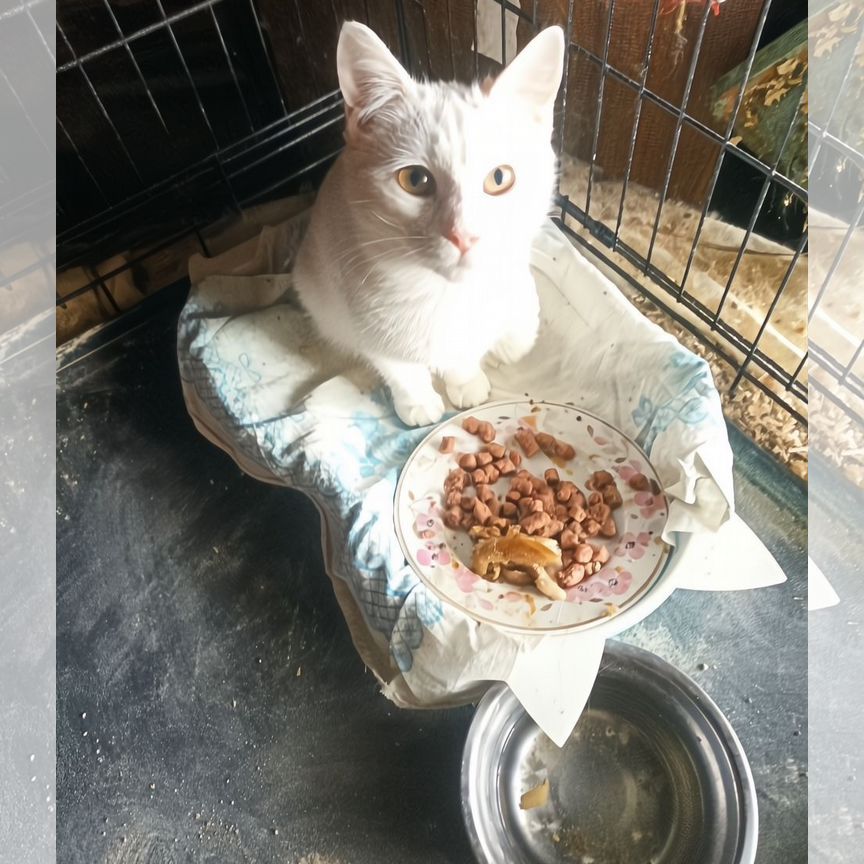 Котёнок в добрые руки