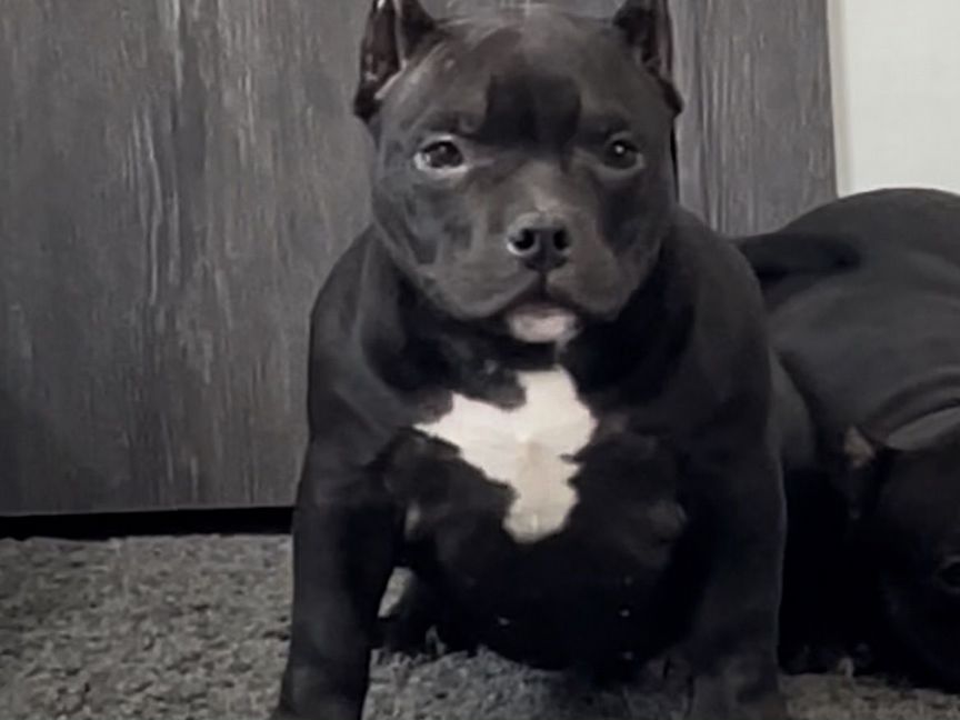 Черная пантера Американский булли