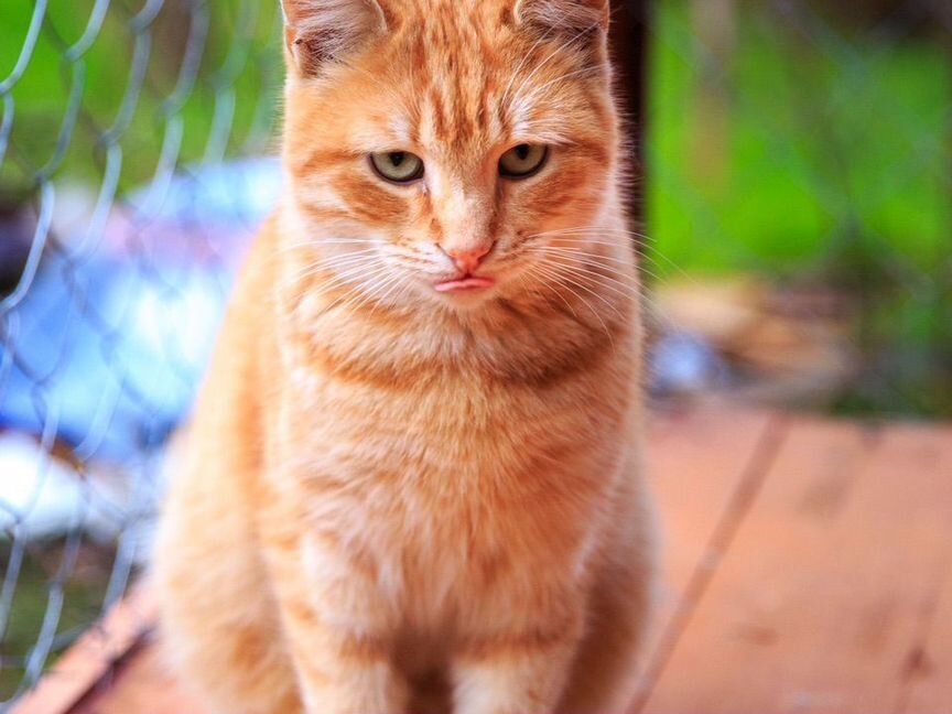 Рыжий котик 10 мес