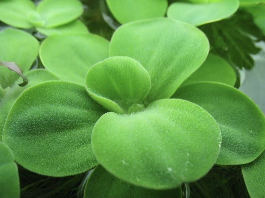Пистия Плавающие водоросли в аквариум