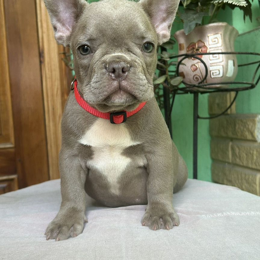 Я жду именно Вас(мальчик Изабелла)