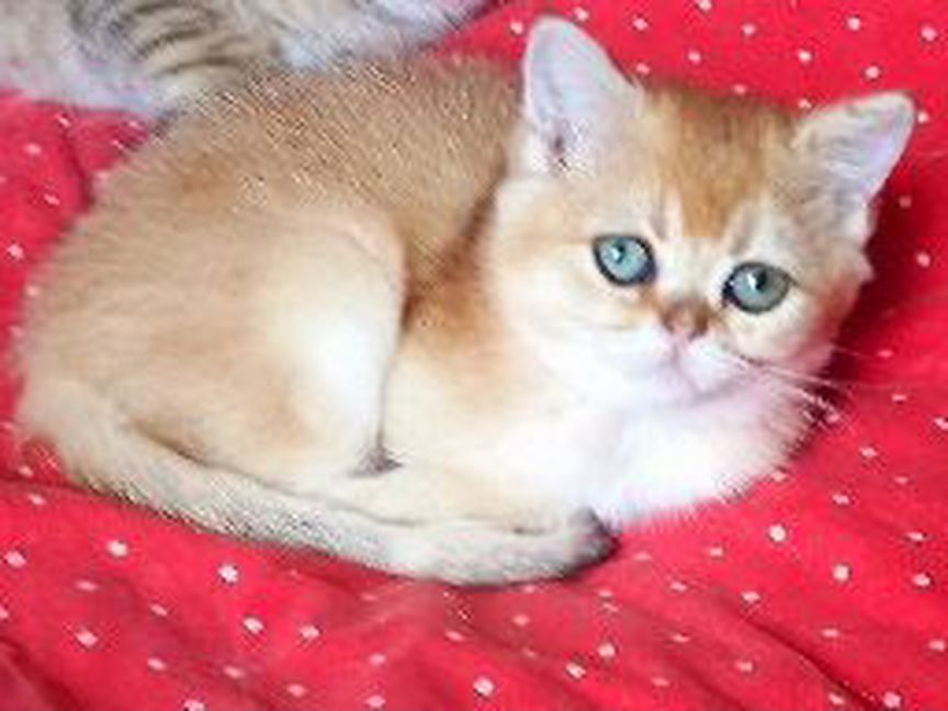 Британские котята золотая шиншилла