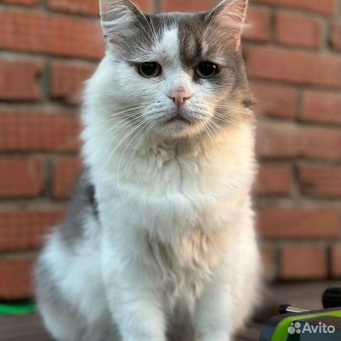 Амур ищет дом