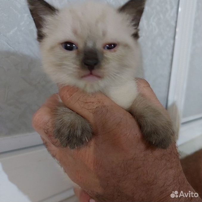 Котенок по имени Гав