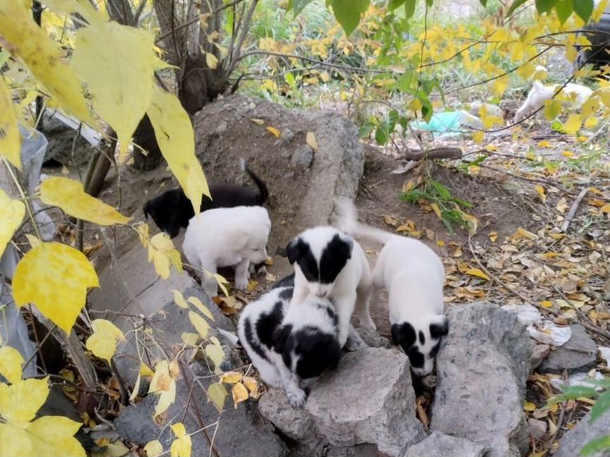 Щенки бесплатно