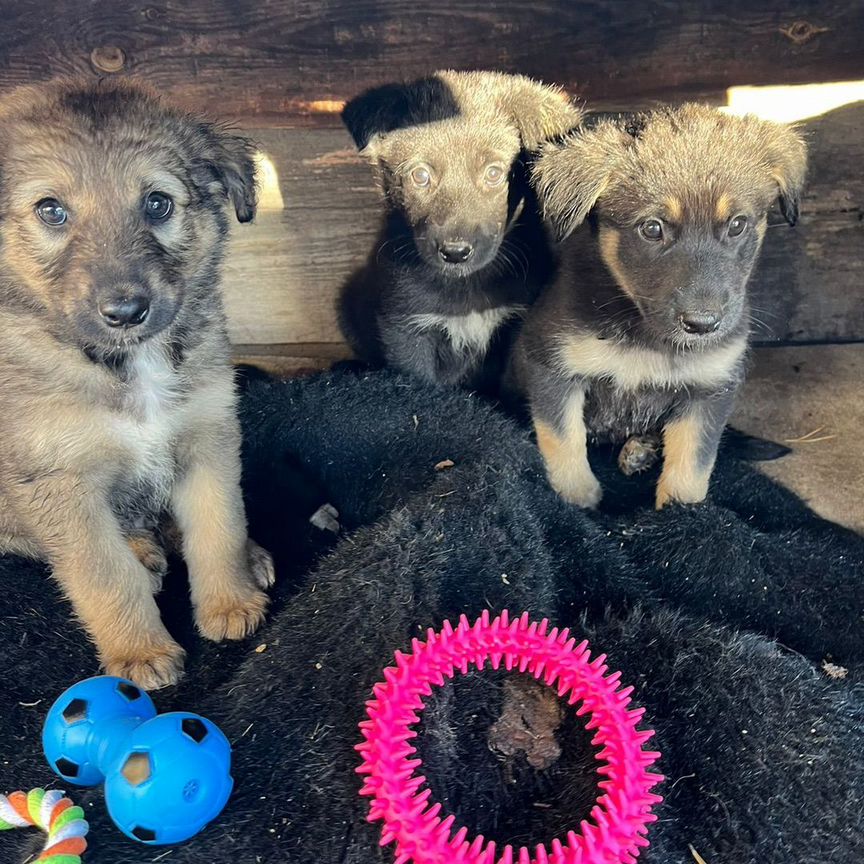 Щенки живут на стоянке