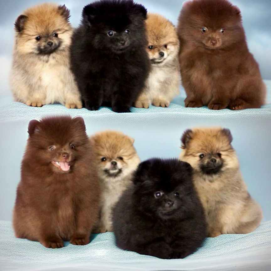 Померанский шпиц, щенок
