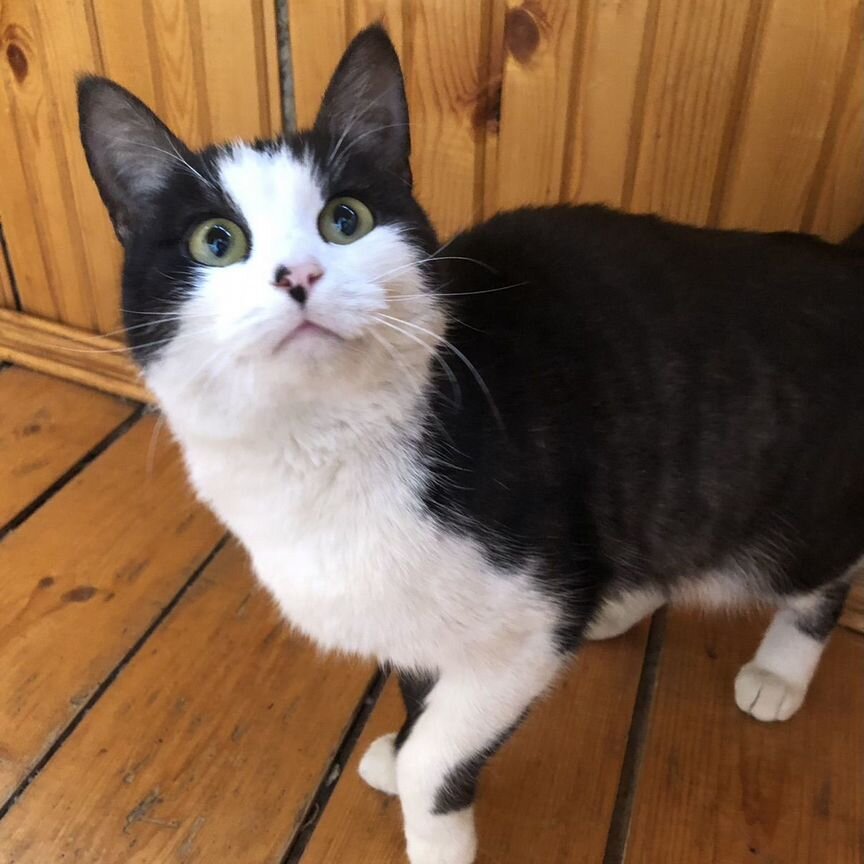 Ласковая кошечка