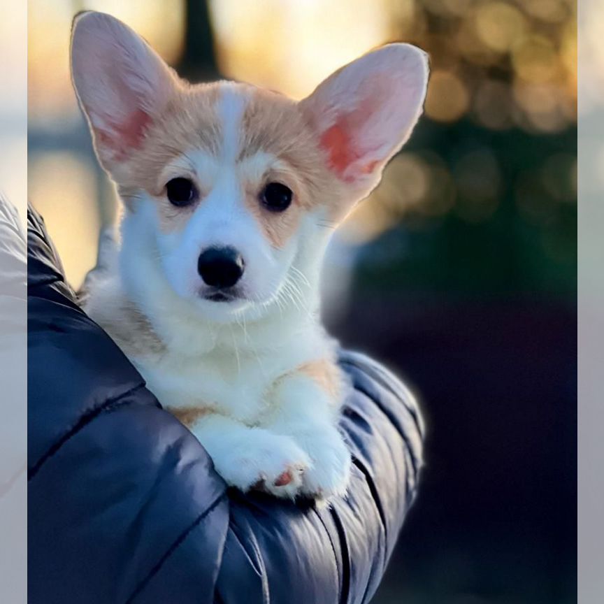 Вельш Корги Пемброк, щенок