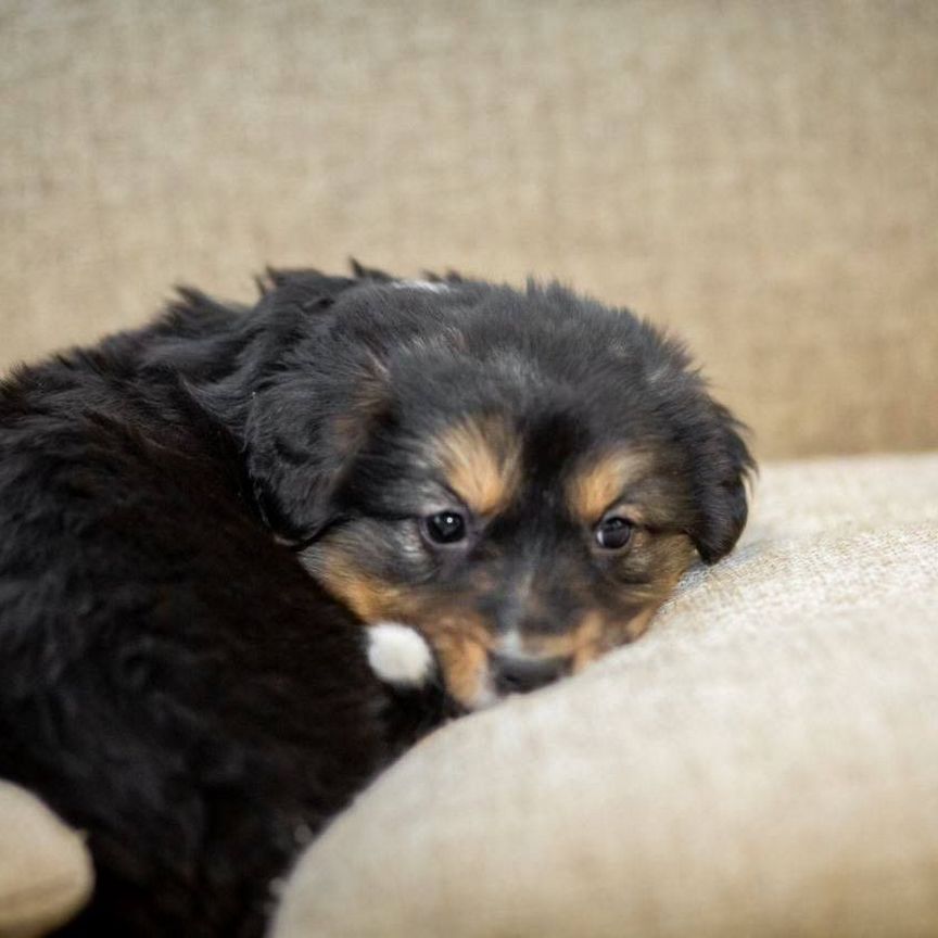 Щенок в добрые руки