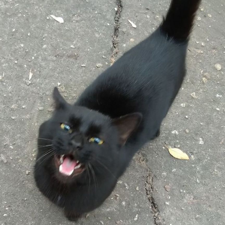 Черныш ищет дом или передержку