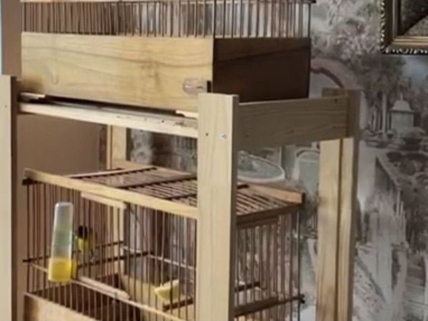 Кенар поющий