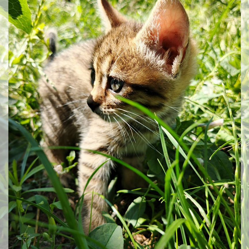 Роскошная кошечка