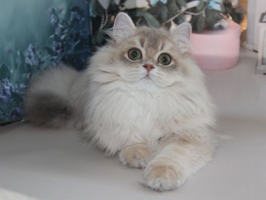 Шотландский кот