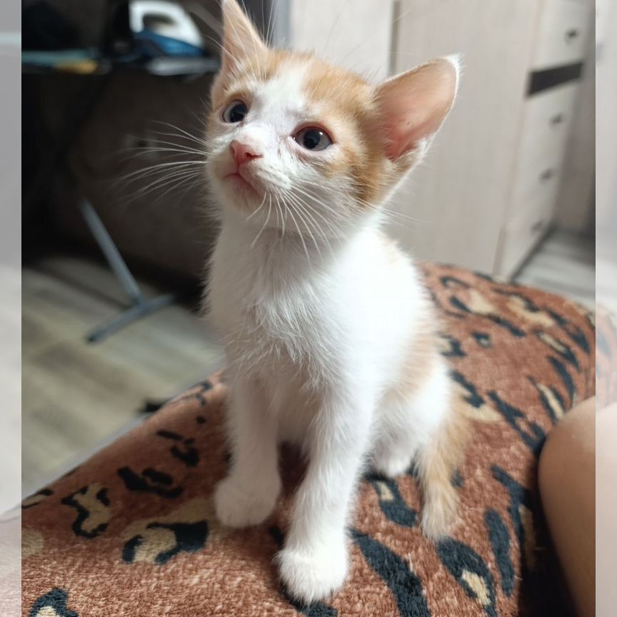 Котёнок в добрые руки