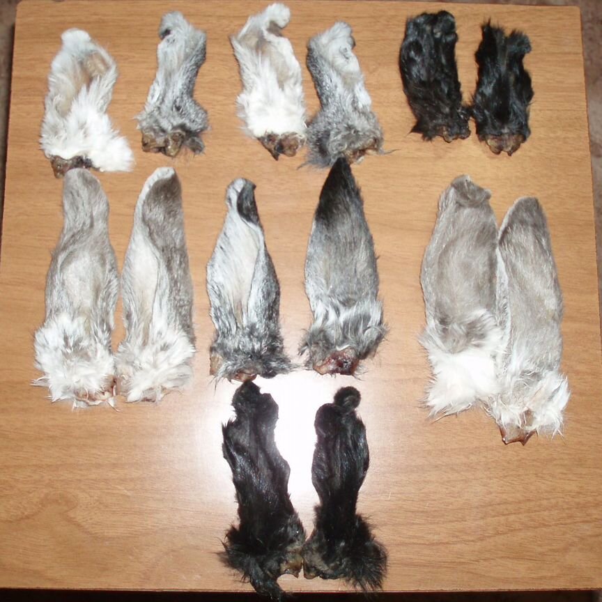 Уши, лапы кролика