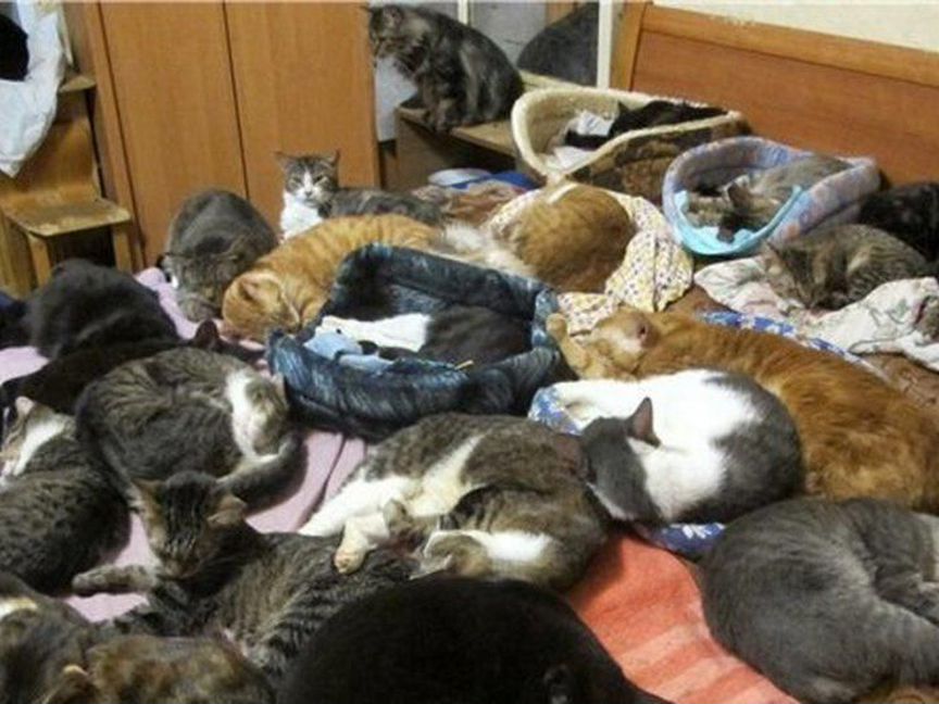 Кошки нуждаются в передержке