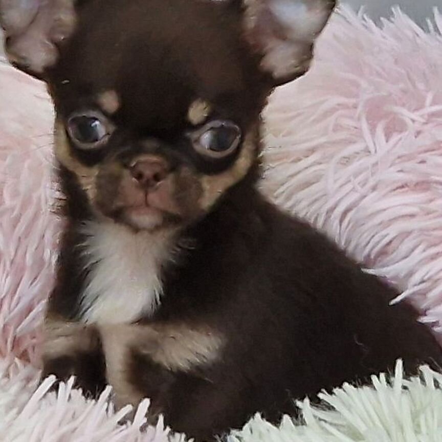 Чихуахуа миниатюрная девочка