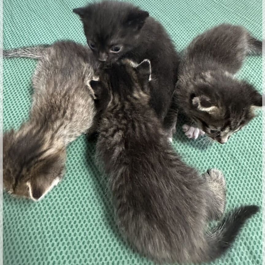 Отдам котят в добрые руки