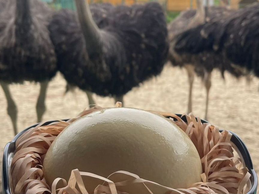 Страусиное яйцо