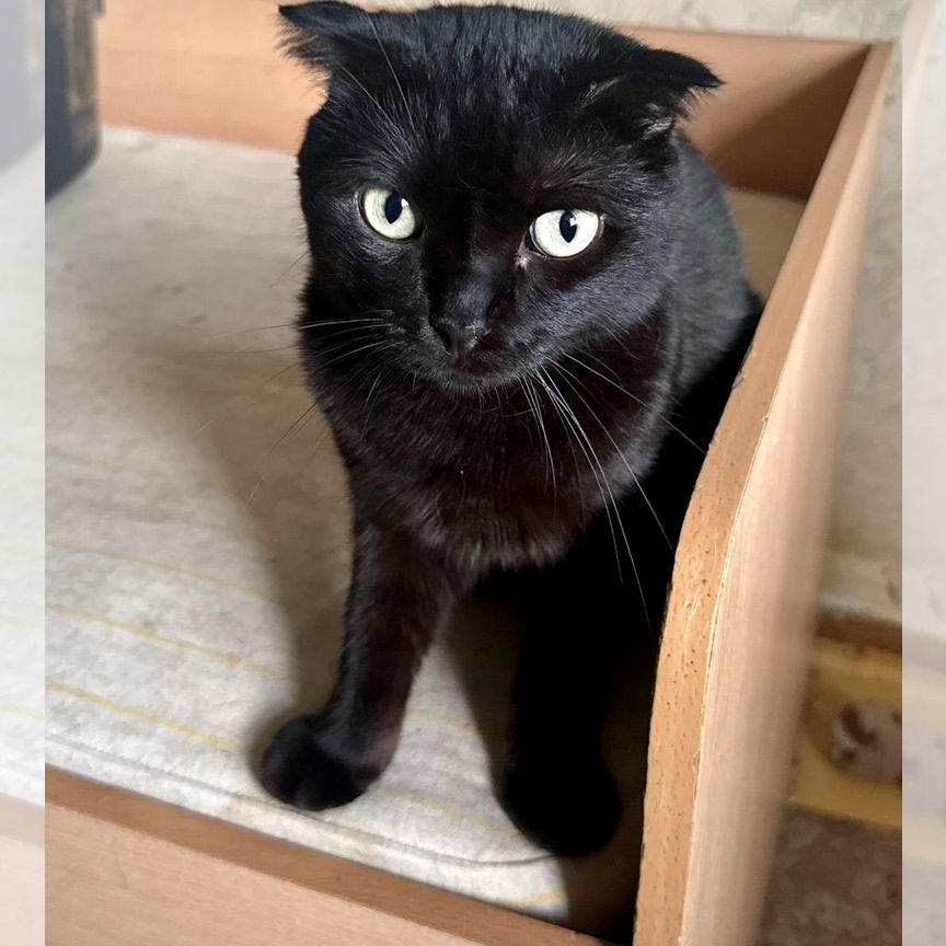 Вислоухий кот найден