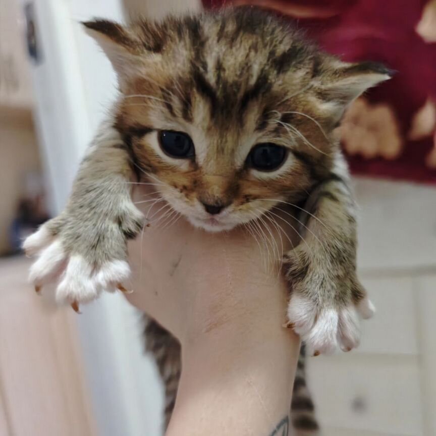 Котёнок в добрые руки