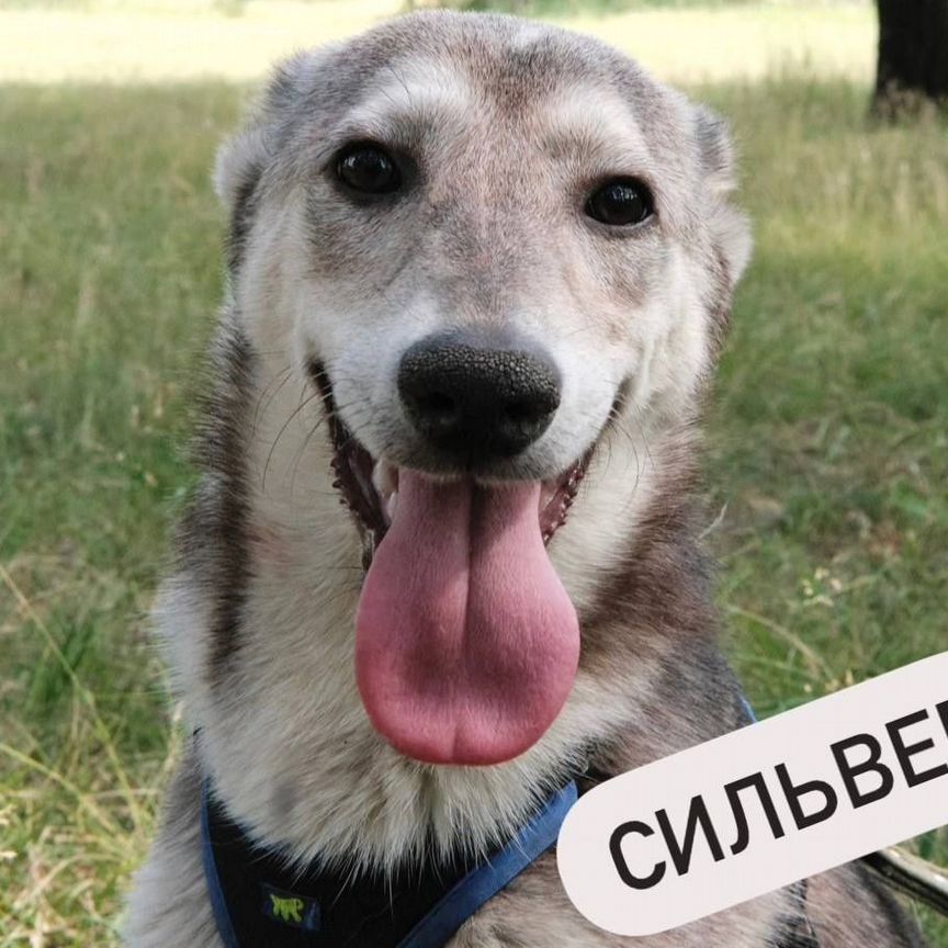 Собака Сильвер в поиске хозяев