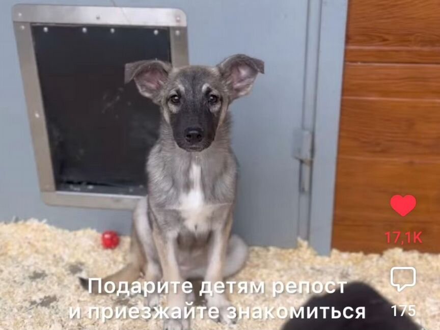 В приюте много щенков