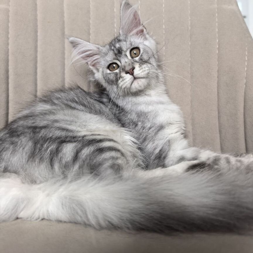 Мейн-кун котёнок