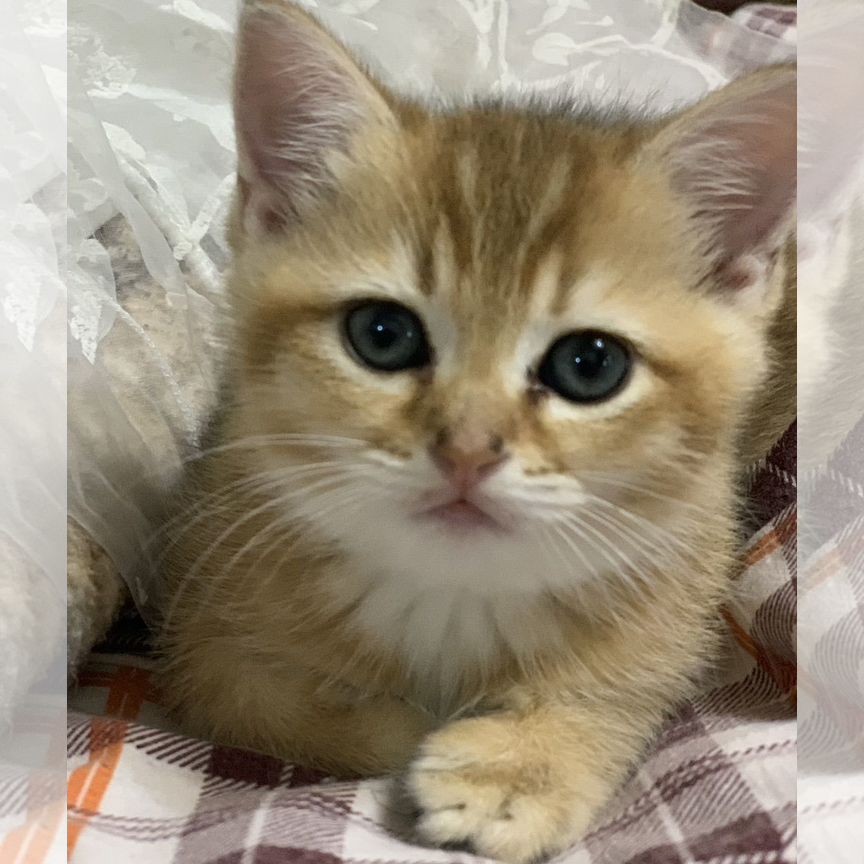 Котята золотая шиншилла