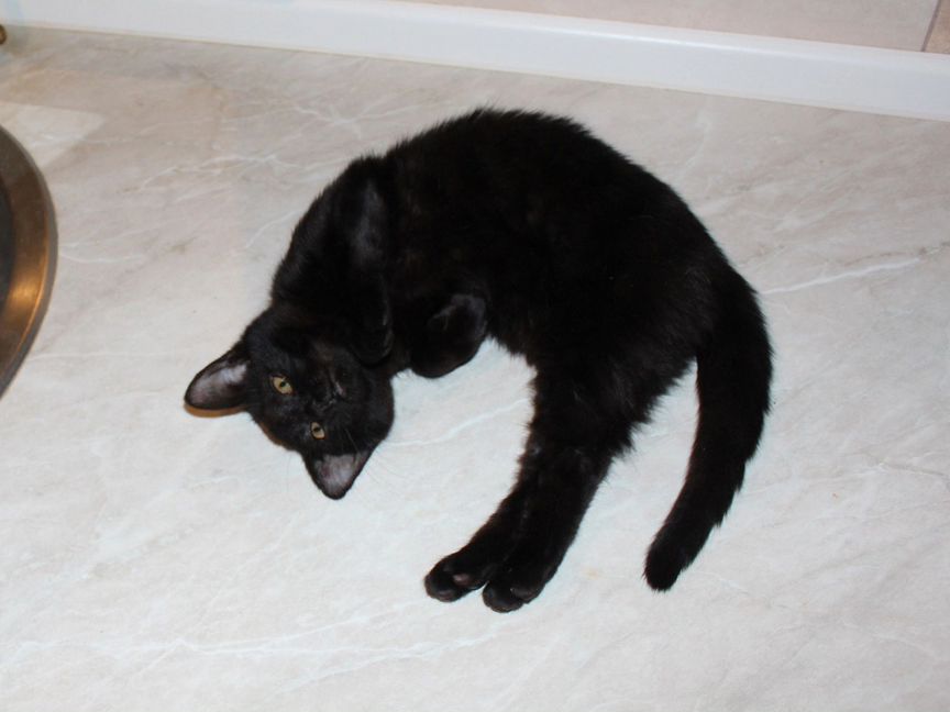 Котенок 2.5 мес