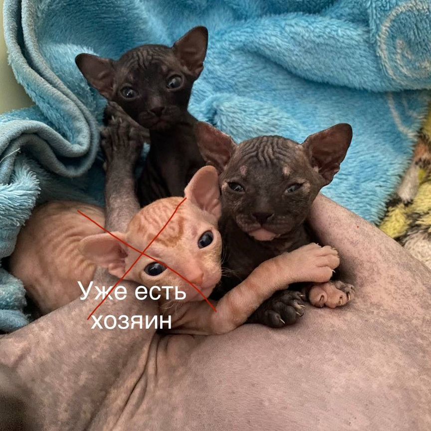 Продам котят канадский сфинкс