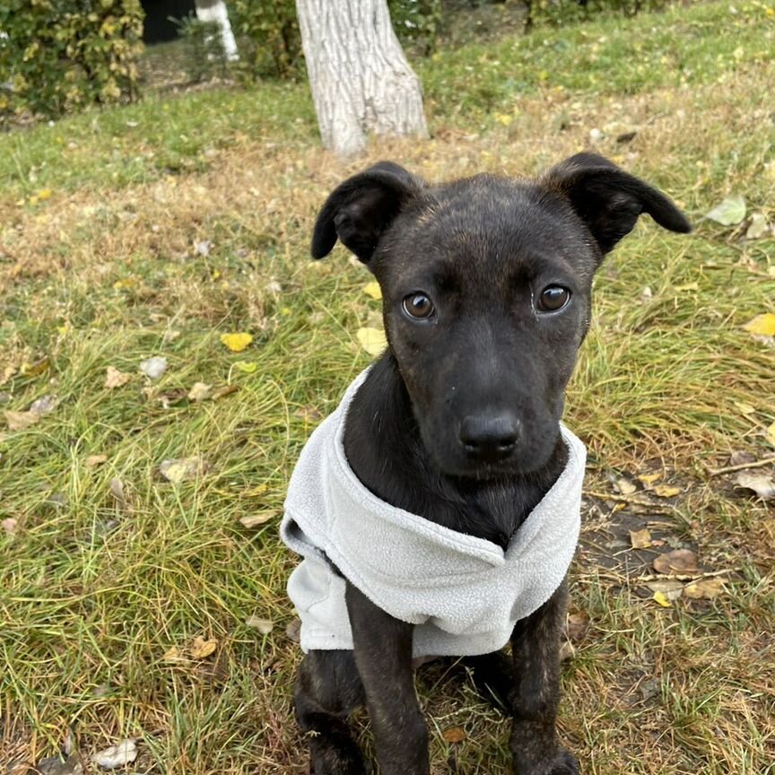 Щенок помесь стаффа