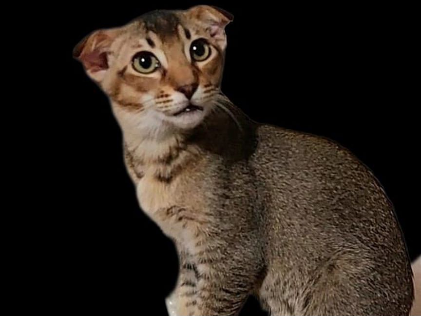 Ориентальные котята