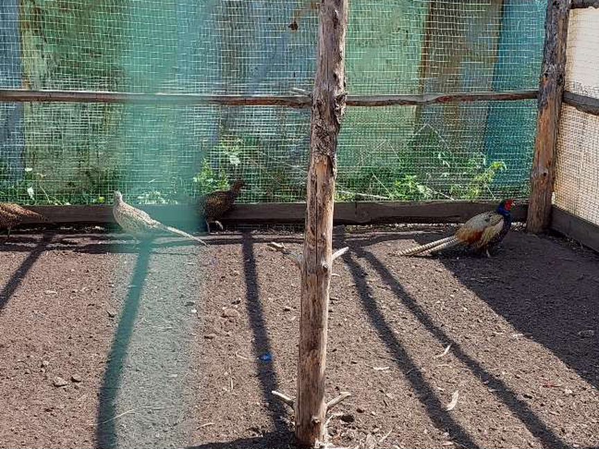 Фазаны охотничьи