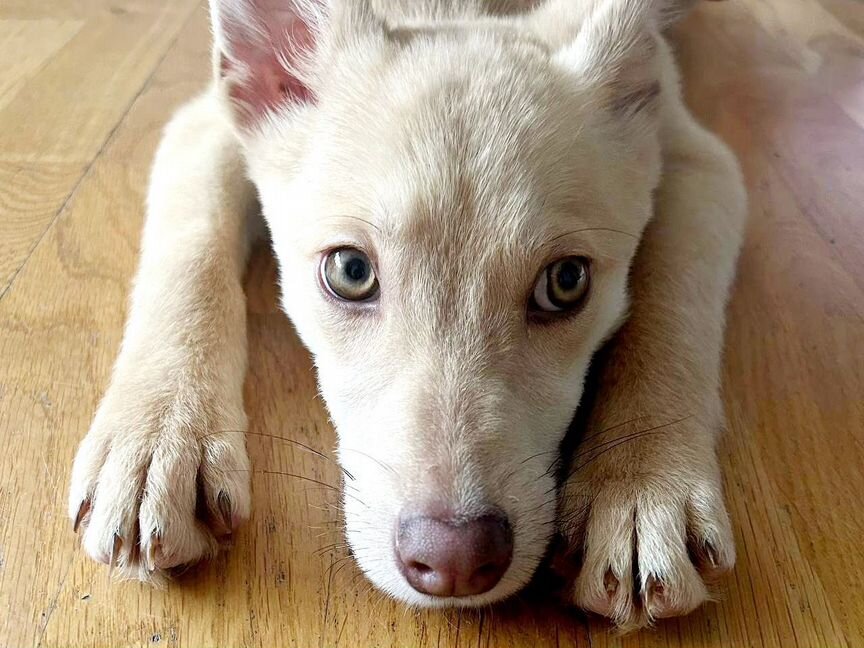 Персик в дар