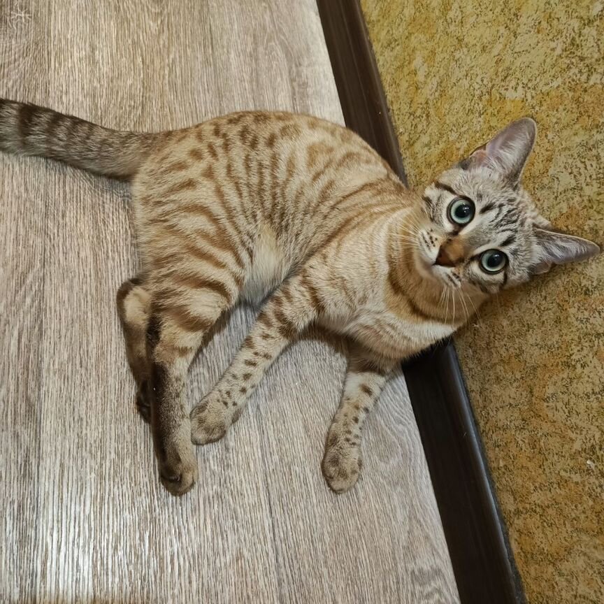 Ищем кота для вязки Екатеринбург