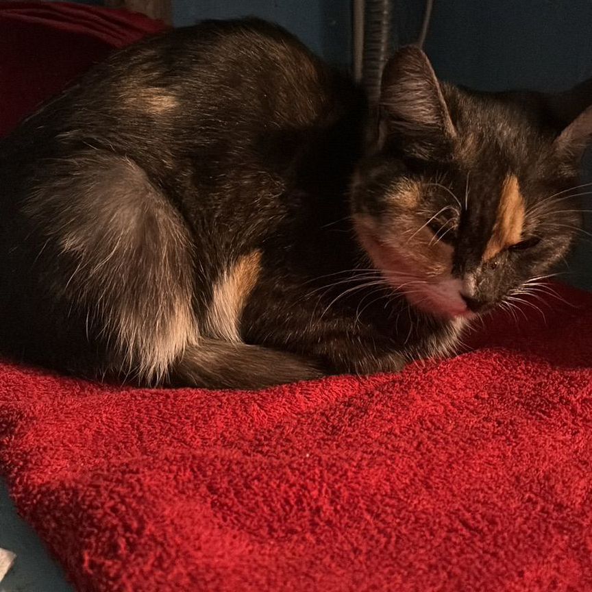 Продается котенок