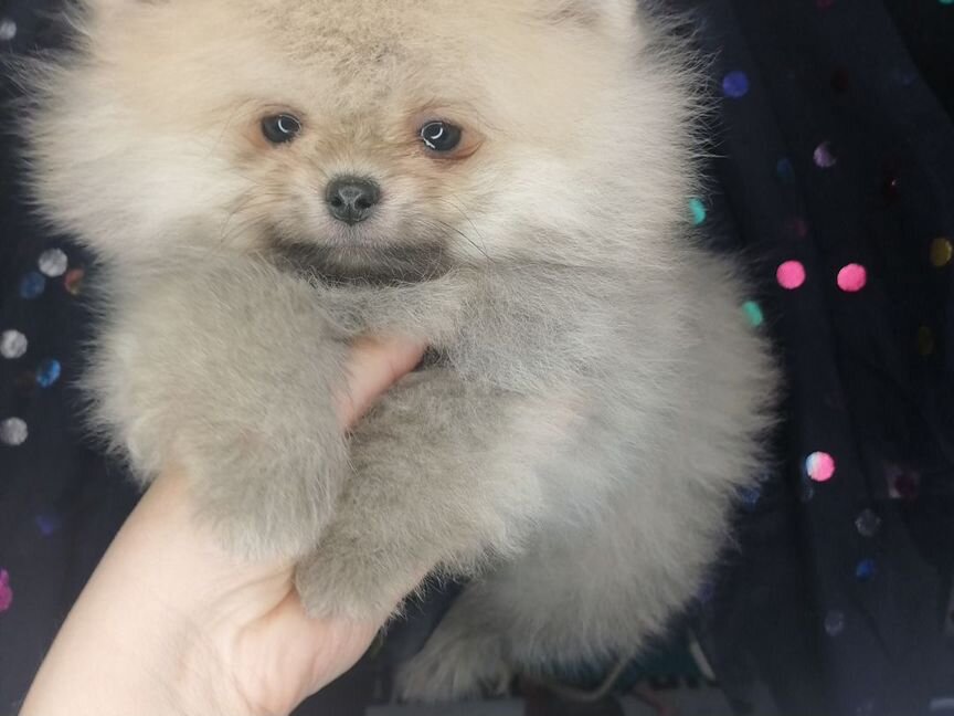 Померанский медвежонок мини шпиц