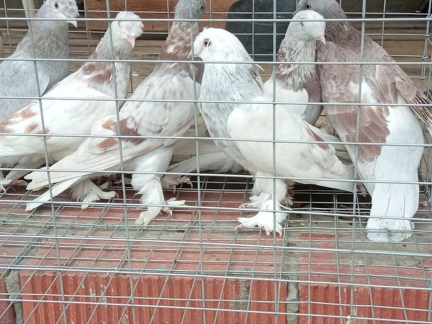 Голуби турецкие такла