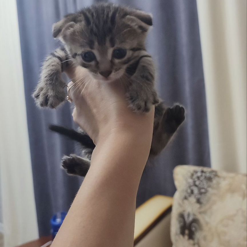 Котята метис в добрые руки