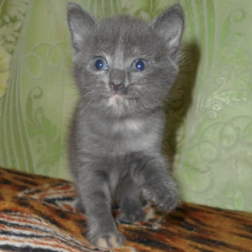 Британский короткошёрстный котёнок