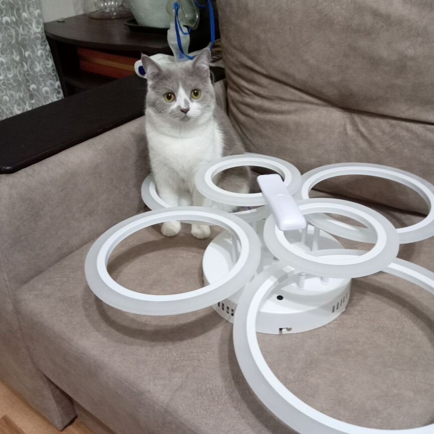 Ищу котика на вязку