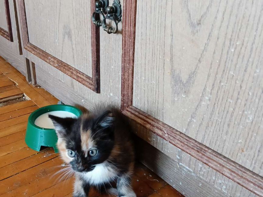 Трехцветные котята