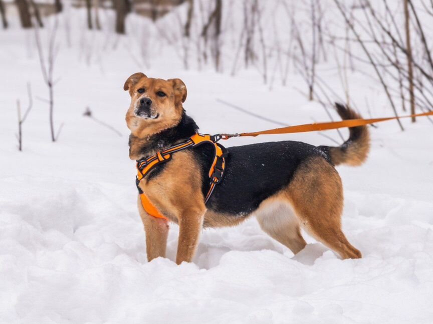 Собака в добрые руки